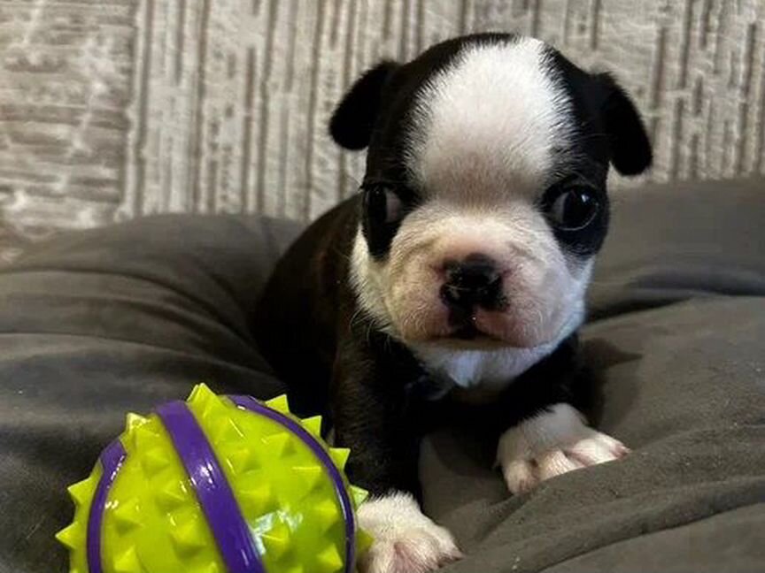 Малыш бостончик