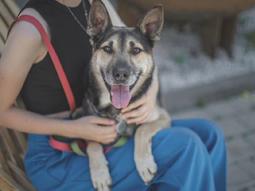 Собака в добрые руки