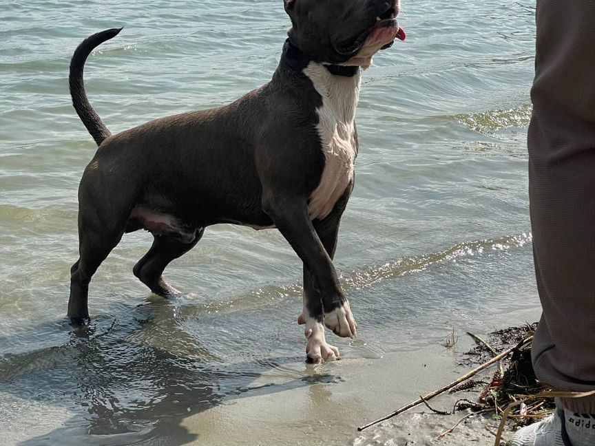 Вязка. Стаффордширский терьер