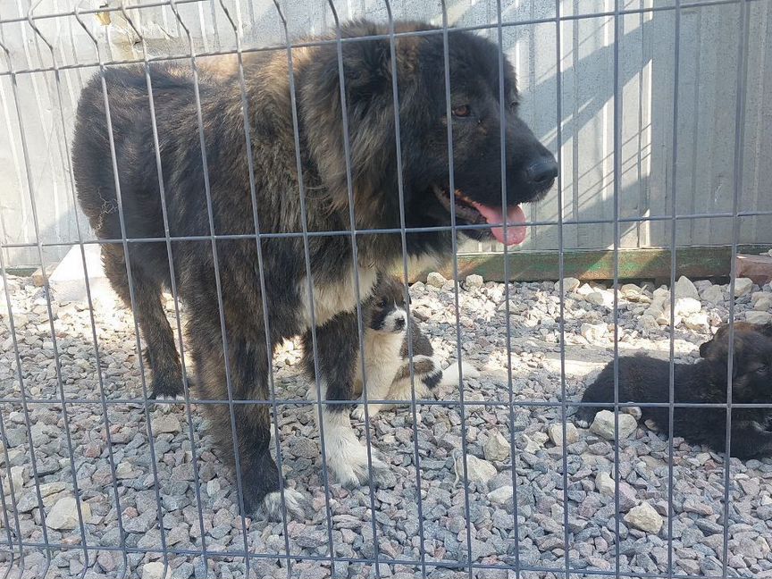 Щенки кавказской овчарки