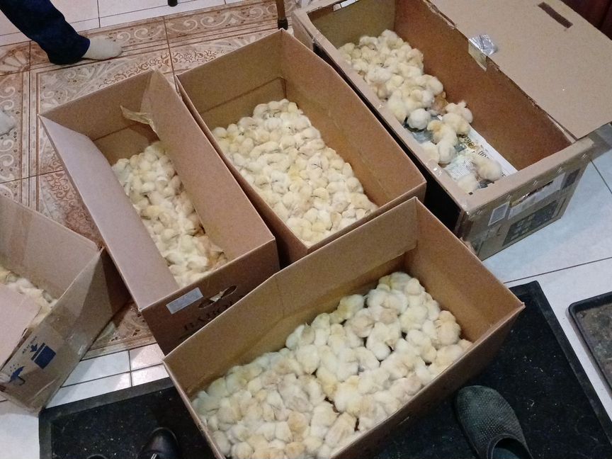 Цыплята суточные