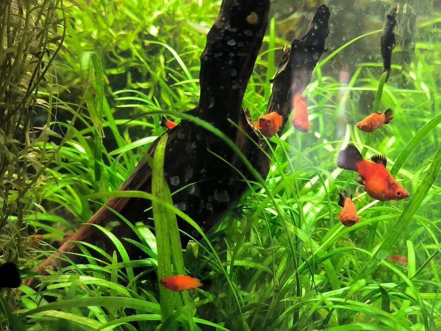 Пецилия баллон