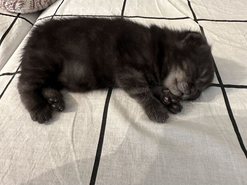 Кошка шотланская вислоухая