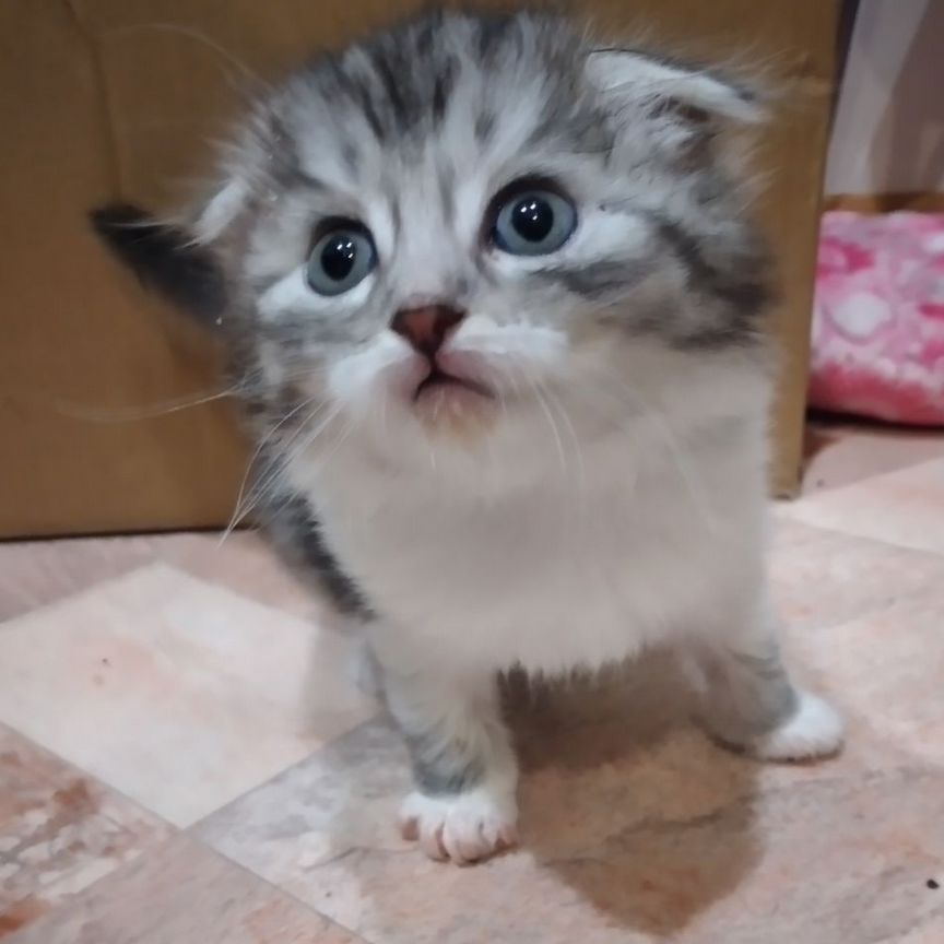 Шотландский вислоухий длинношёрстный котёнок