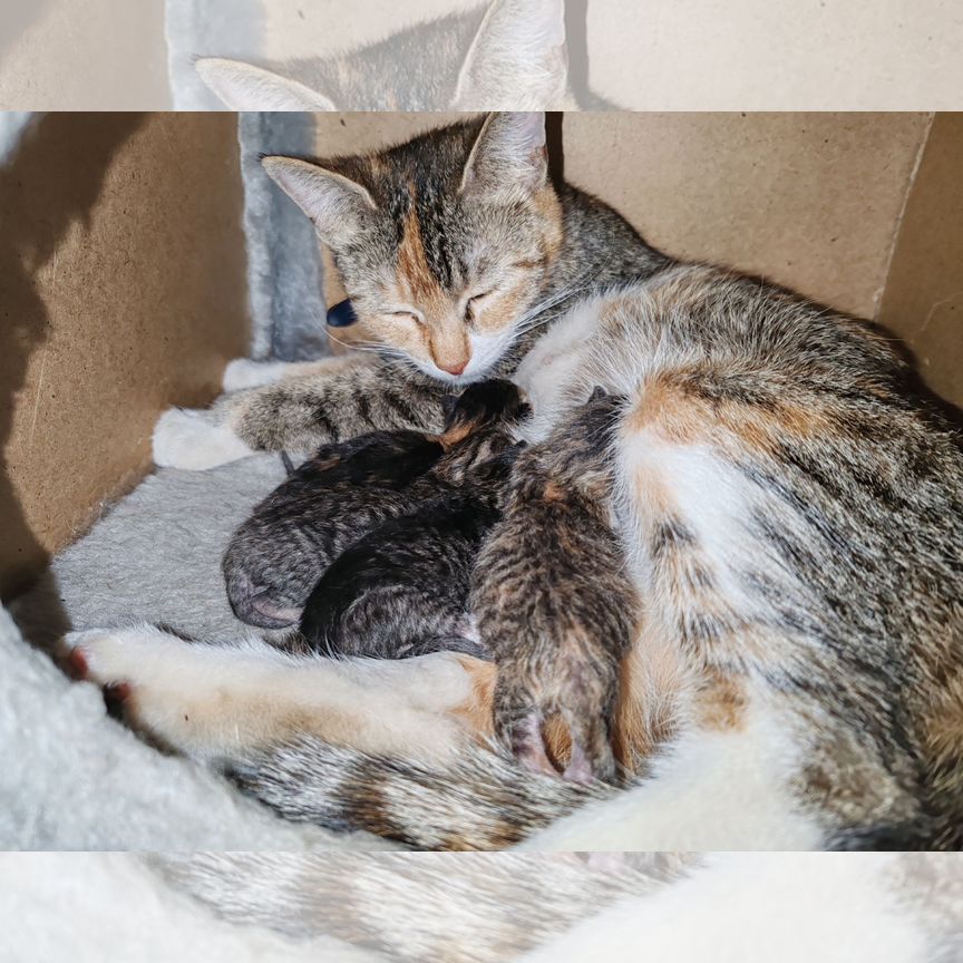 Котята в добрые руки