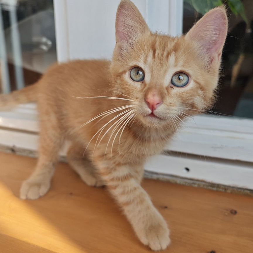 Рыжий котенок ищет дом