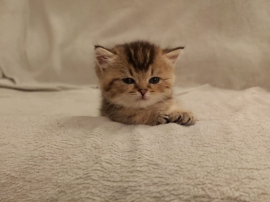 Котёнок золотистый британчик (1 мес)