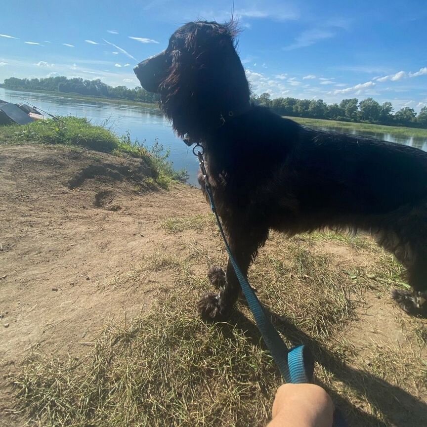 Русский охотничий спаниель, взрослый пёс