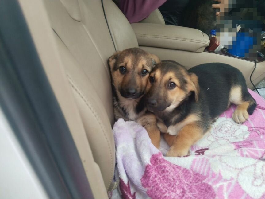 Щеночки от малорослой собаки в добрые руки