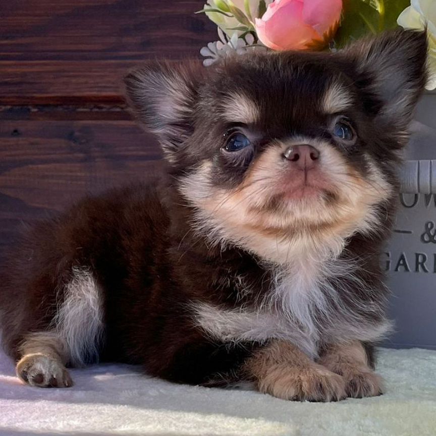 Шоколадно подпалый мальчик чихуахуа хуа
