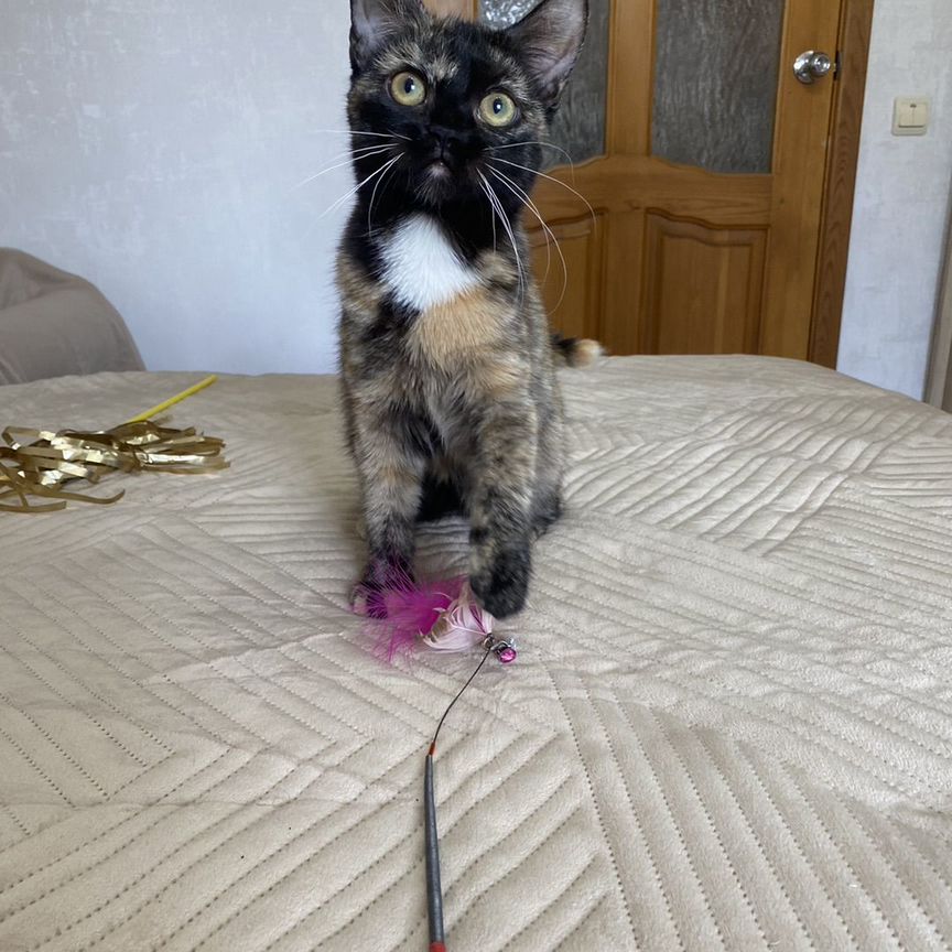 Котята в добрые руки бесплатно