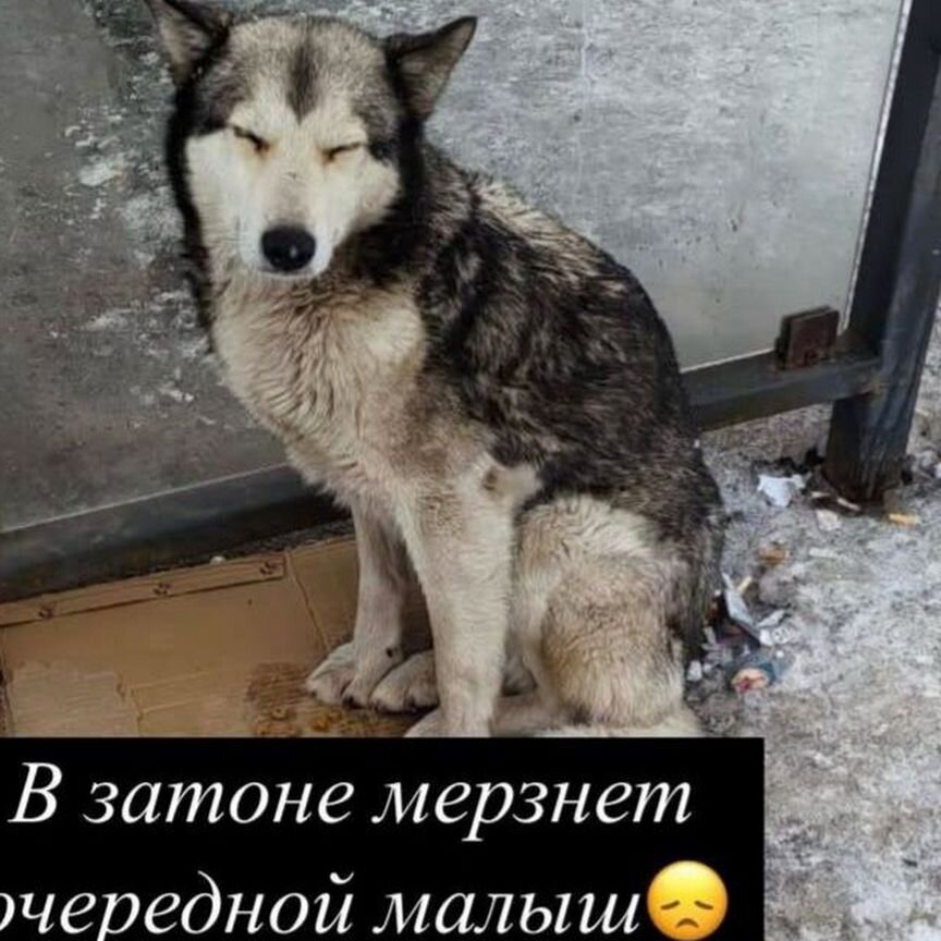 Хаски в добрые руки