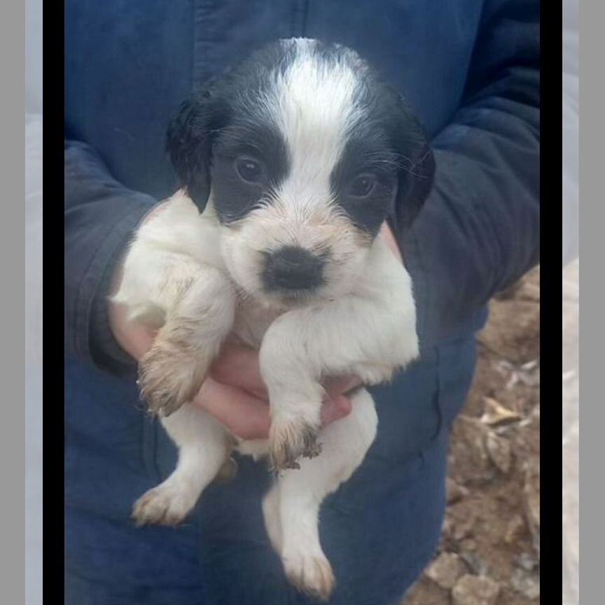 Русский охотничий спаниель, щенок