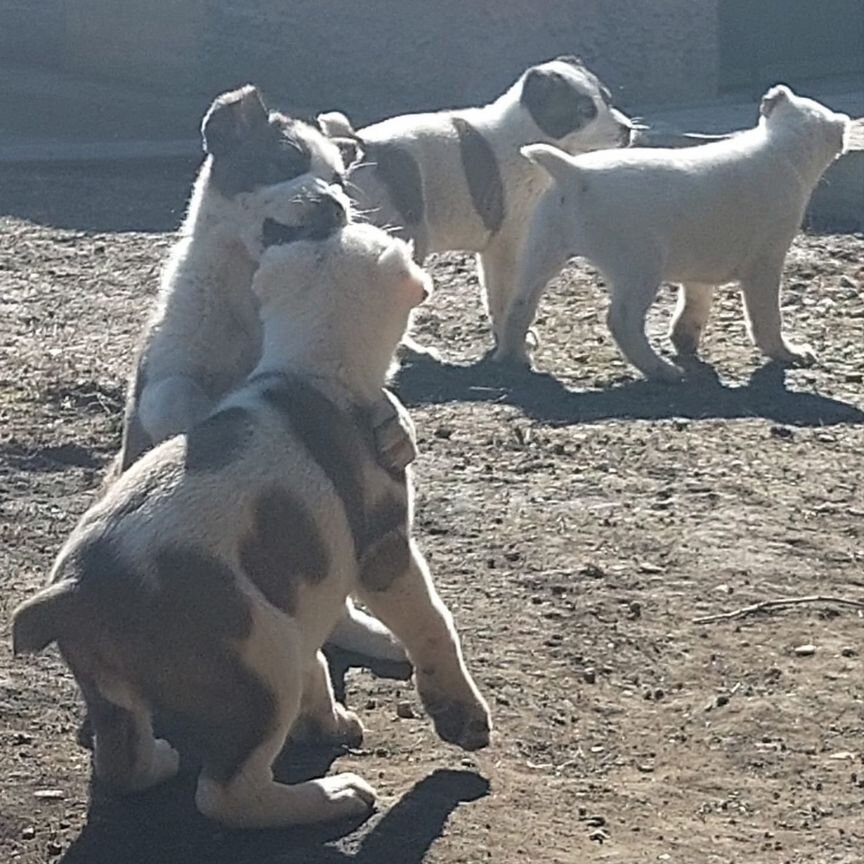 Щенки алабая