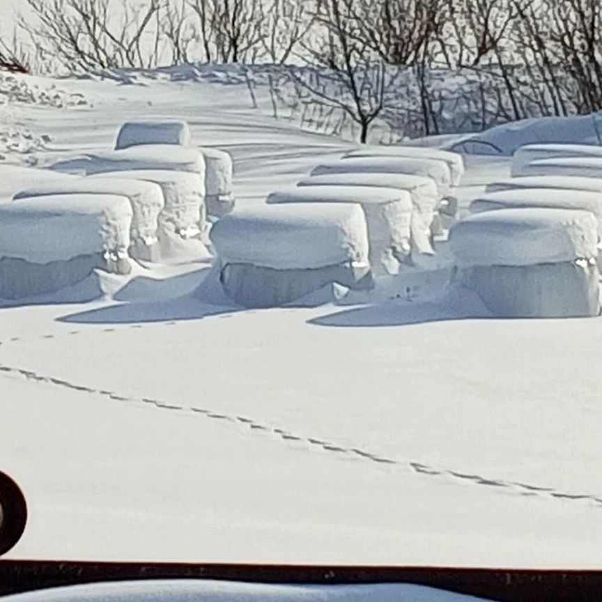 Сего в пленке