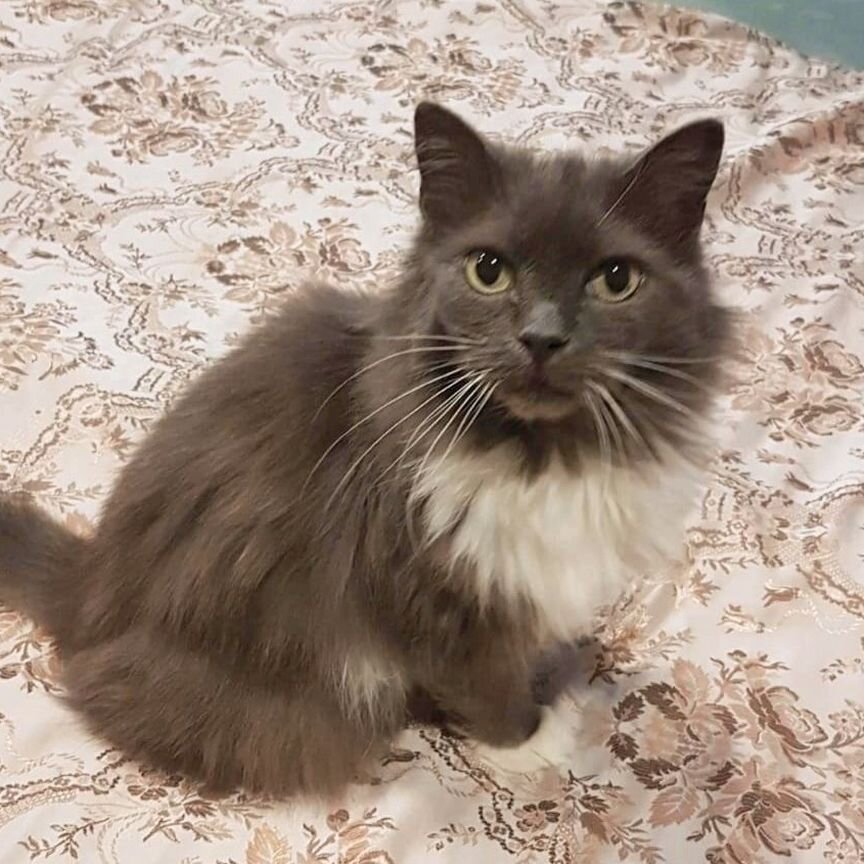 Кошечка Дуся ищет родителей