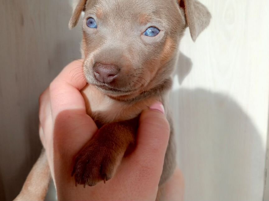 Той терьер лиловый мальчик