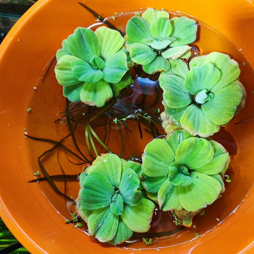 Аквариумные растения