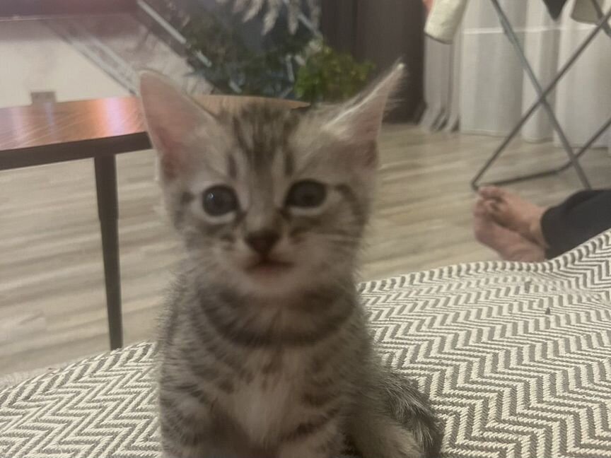 Котенок в добрые руки