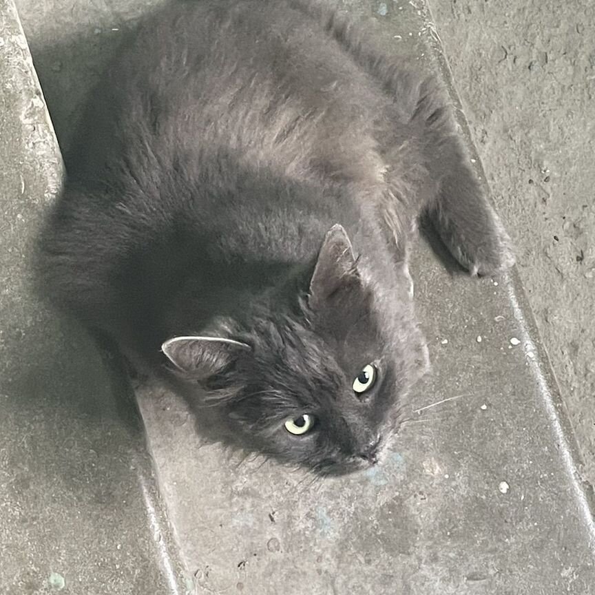 Кота выкинули в подъезд