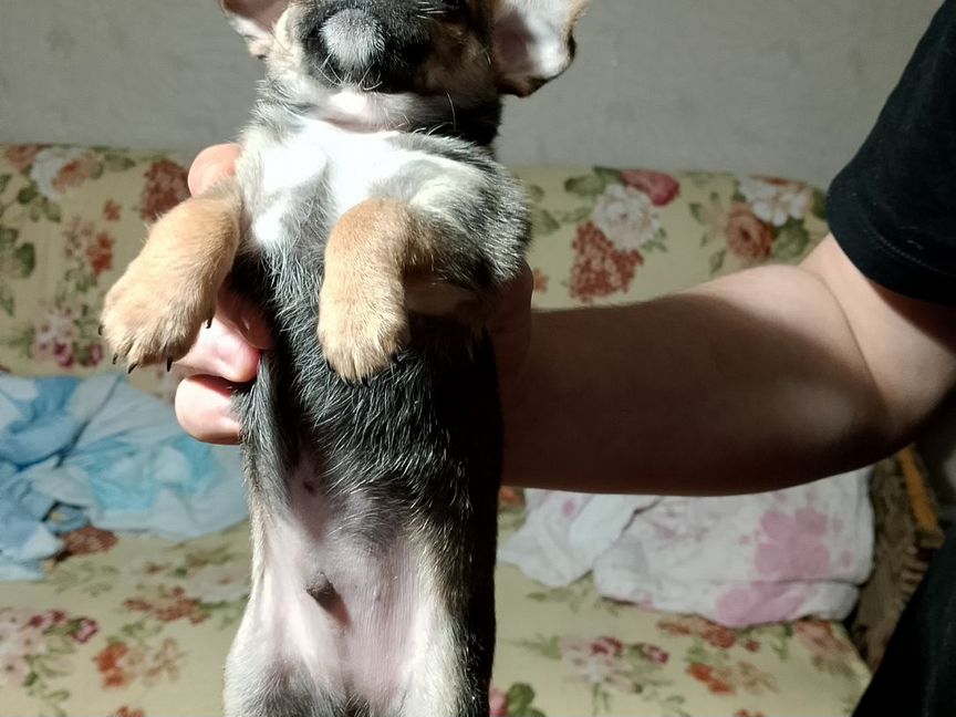 Щенки чихуахуа