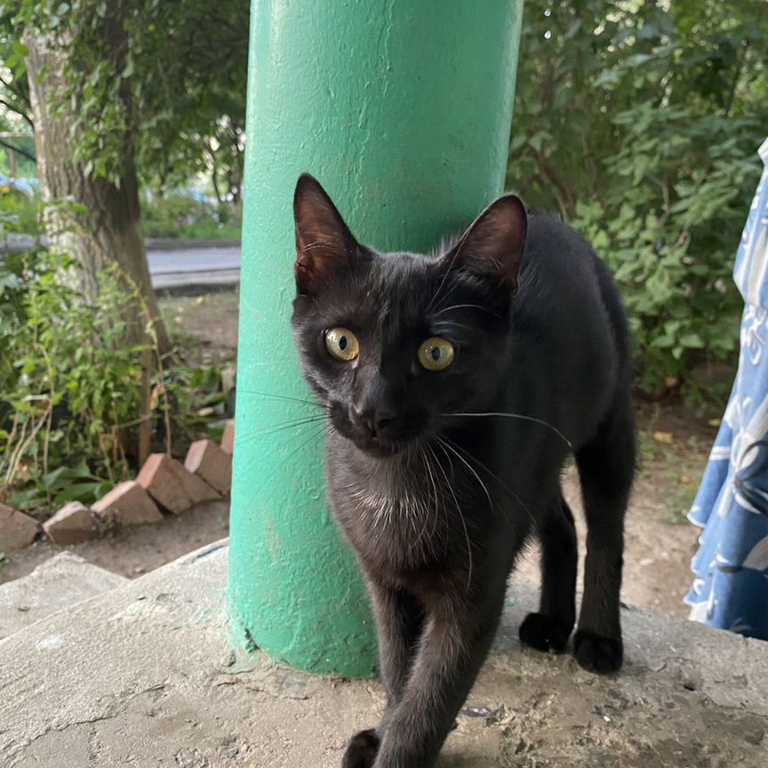 Котенок в дар бесплатно