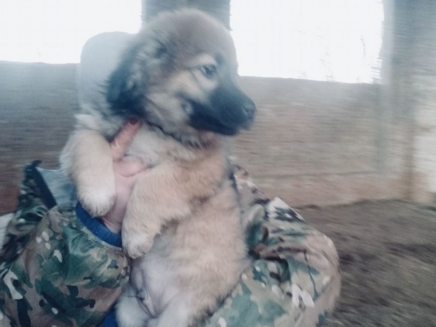 Отдам бесплатно щенки