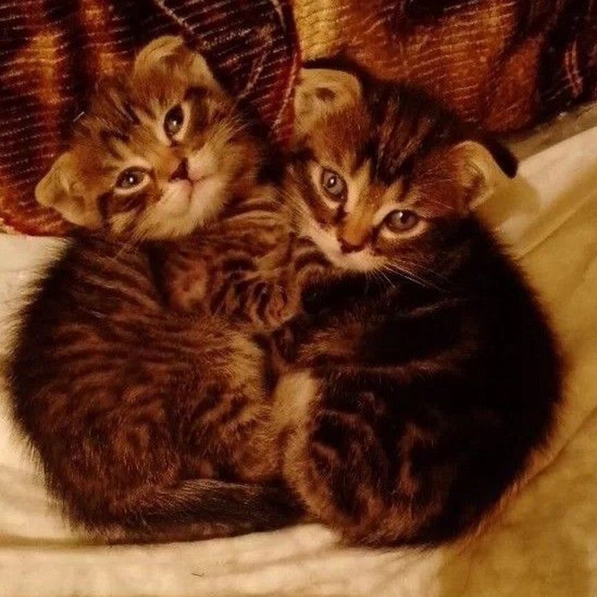 Котята вислоухие