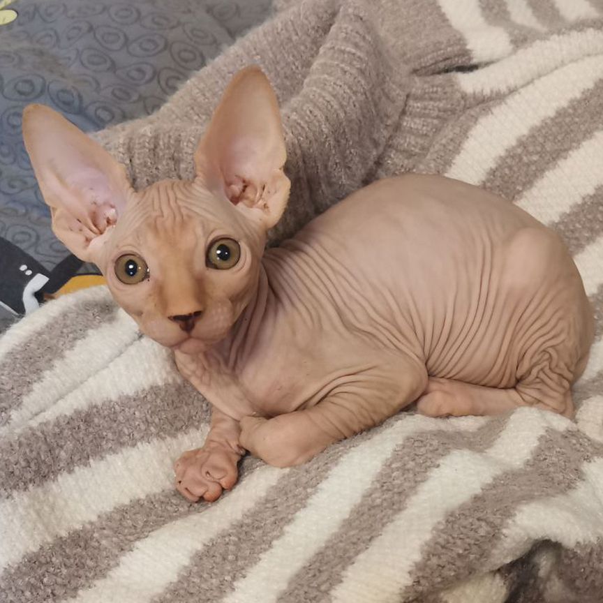 Канадский сфинкс котёнок