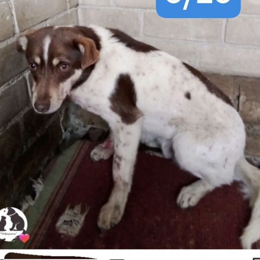 Взрослый пёс в добрые руки