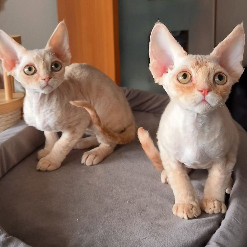 Котята девон-рекс