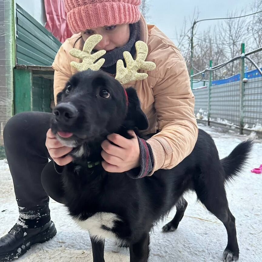 Чудесный нежный Барни из приюта в добрые руки