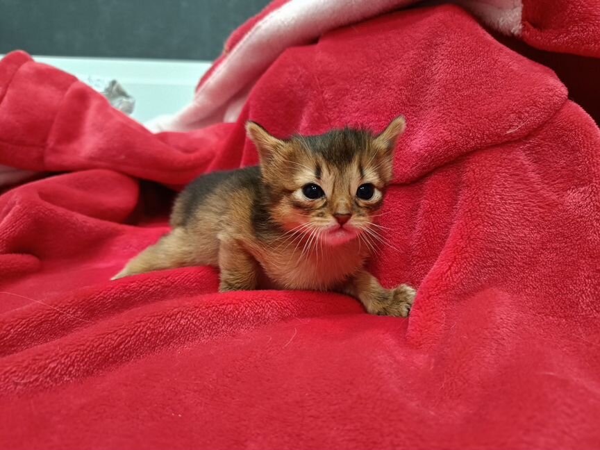 Сомалийские котята
