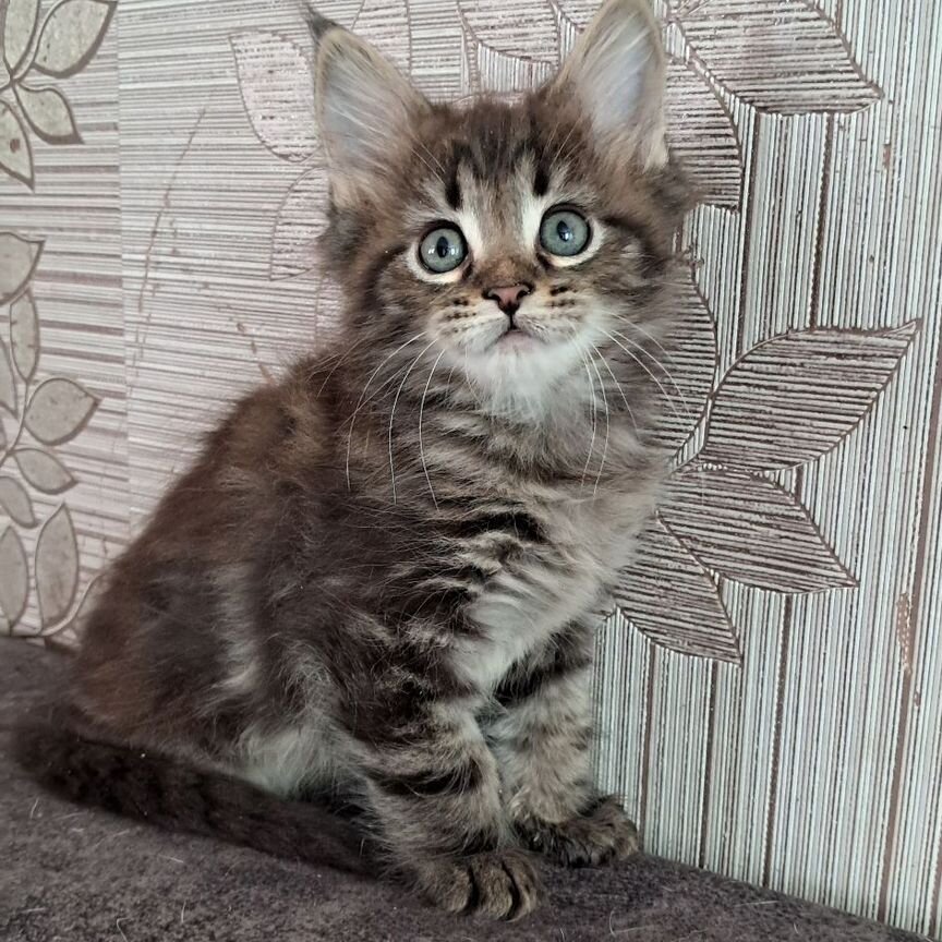 Котик мейн-кун