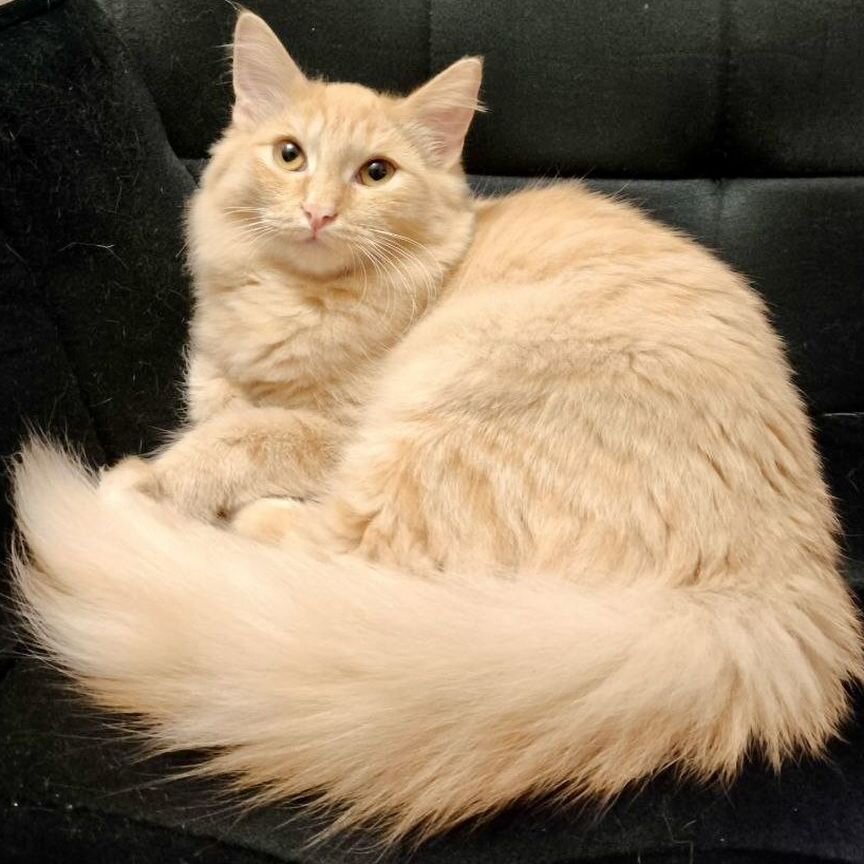 Рыжий котик-подросток