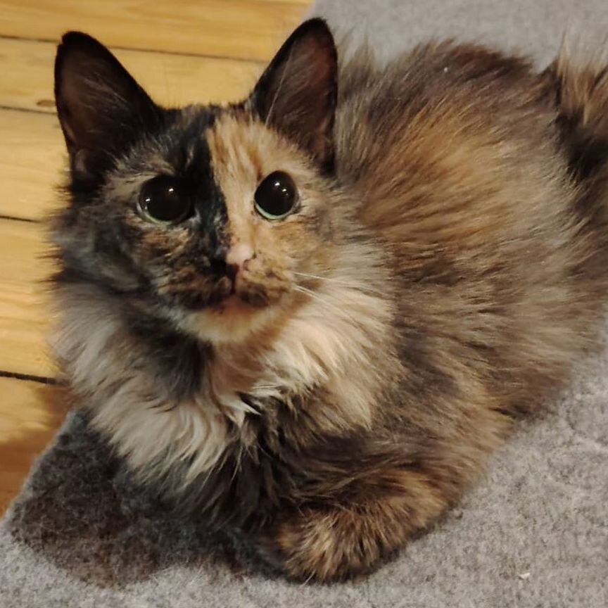 Взрослая, Девочка кошка в добрые руки