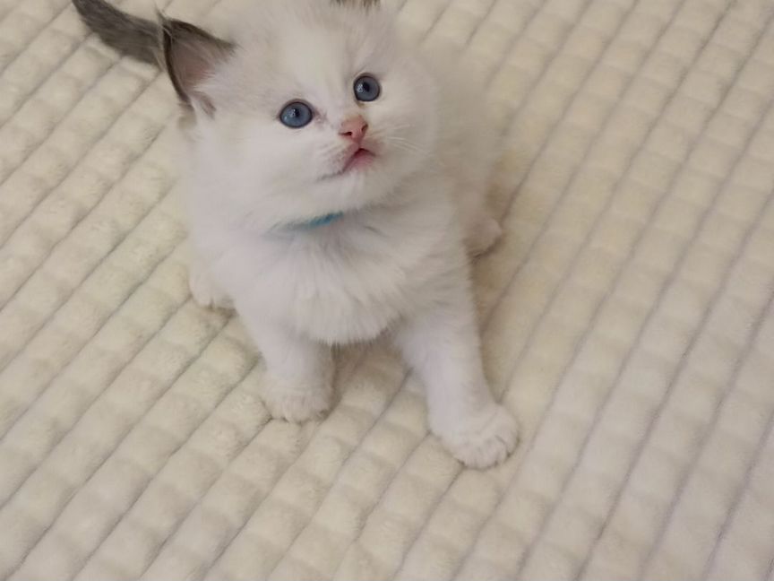 Кот Рэгдолл