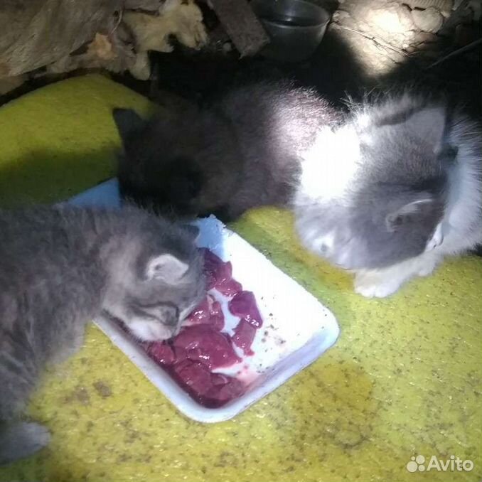 Спасите красивых котят из подвала