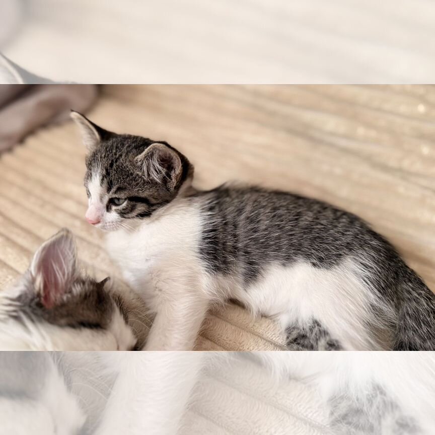 Котёнок в добрые руки