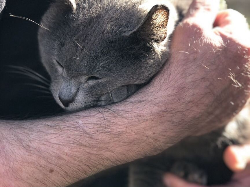 Ласковый молодой котэ