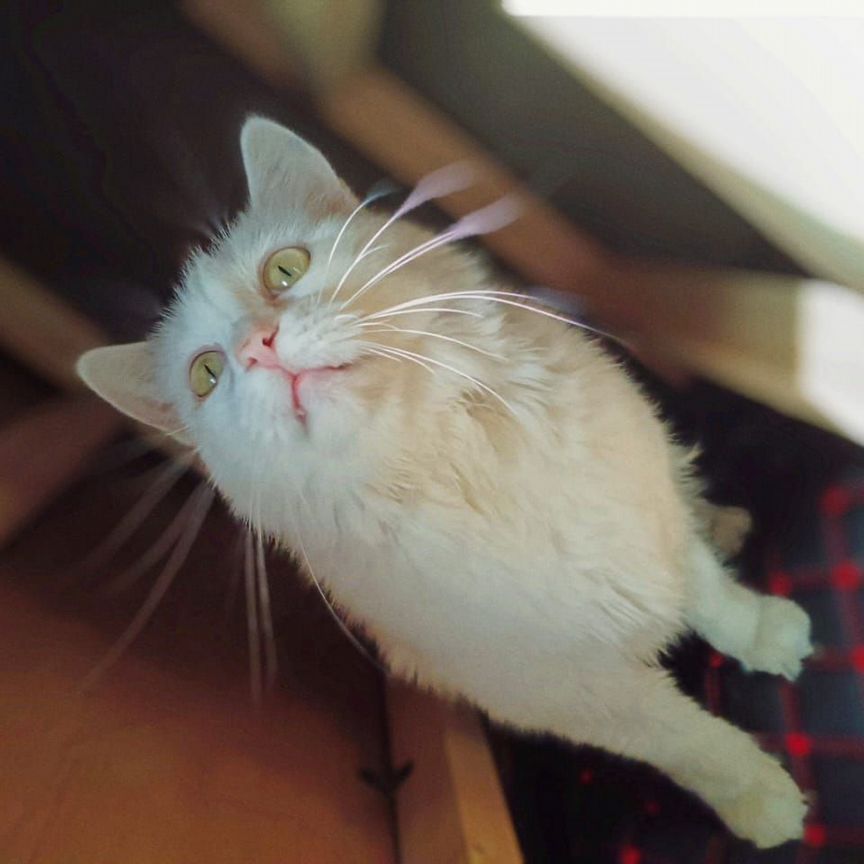 Кошка в добрые руки бесплатно