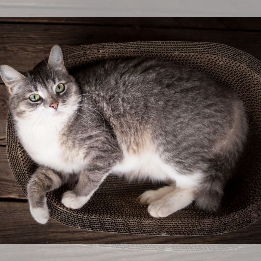 Взрослая, кошка в добрые руки