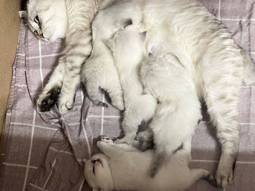 Британские котята