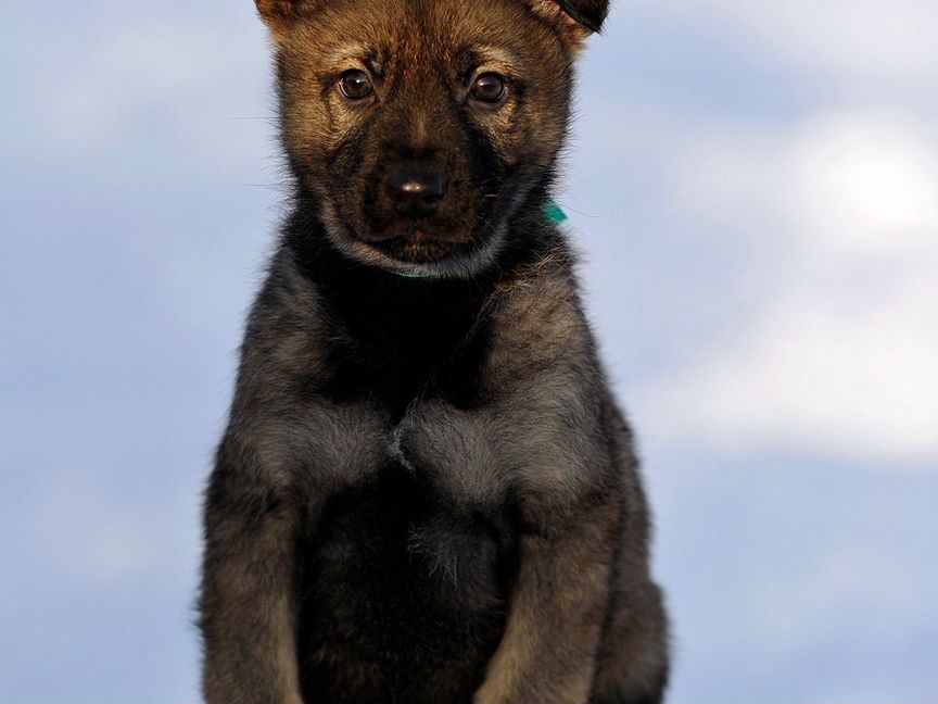 Кобель немецкой овчарки рабочего разведения