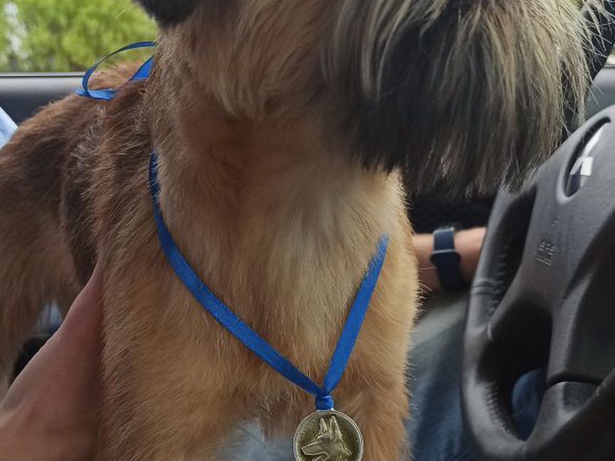 Арчибальд, ищет девочку (для вязки)