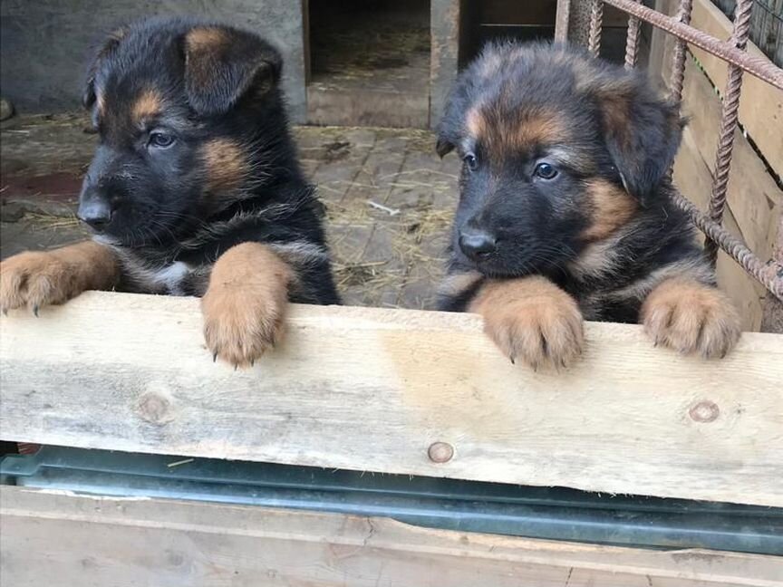 Щенки немецкой овчарки длинношерстной