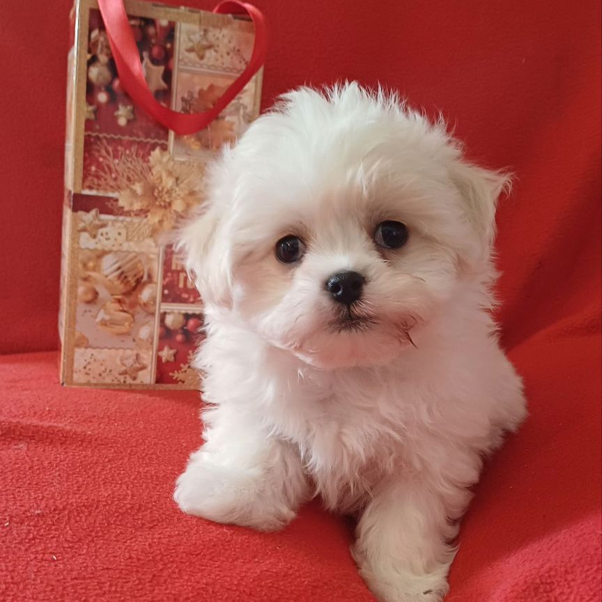 Как живая игрушка, чудо ребёнок