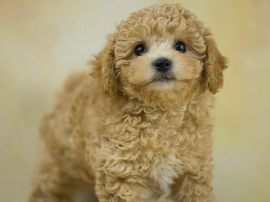 Пупсики мальтипу