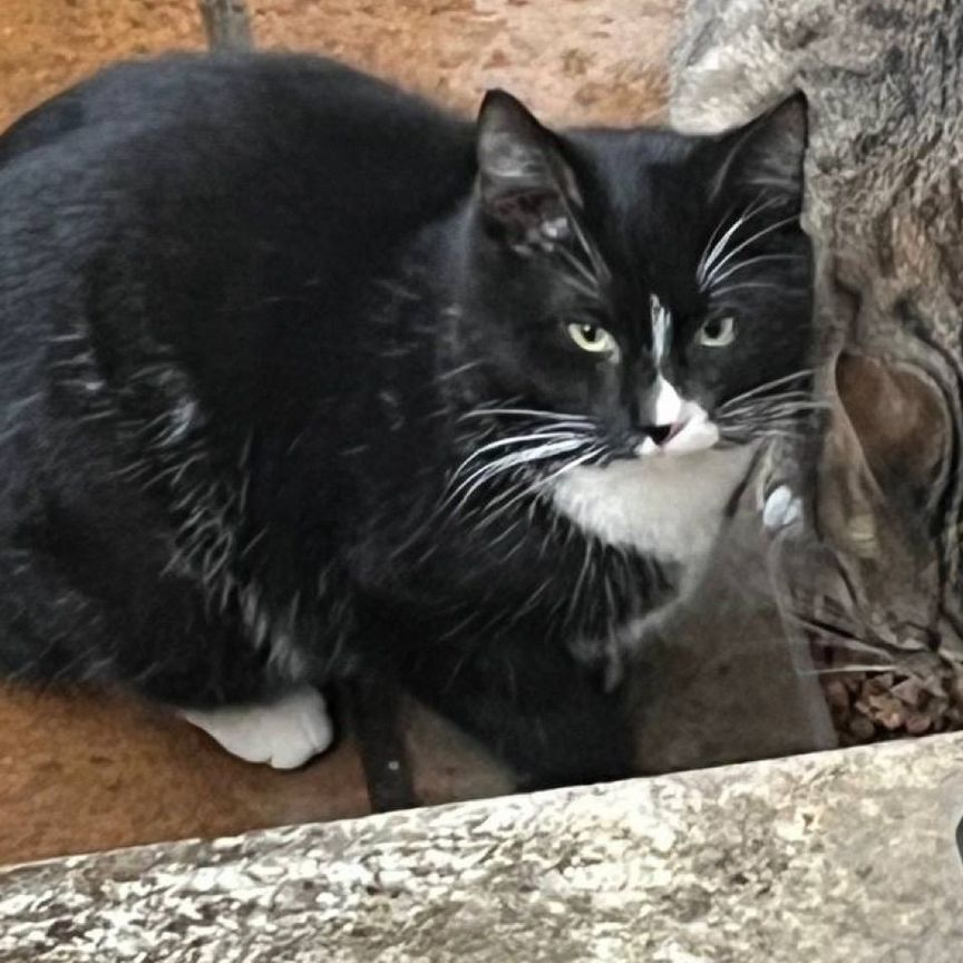 Малыш маркизик живет на улице