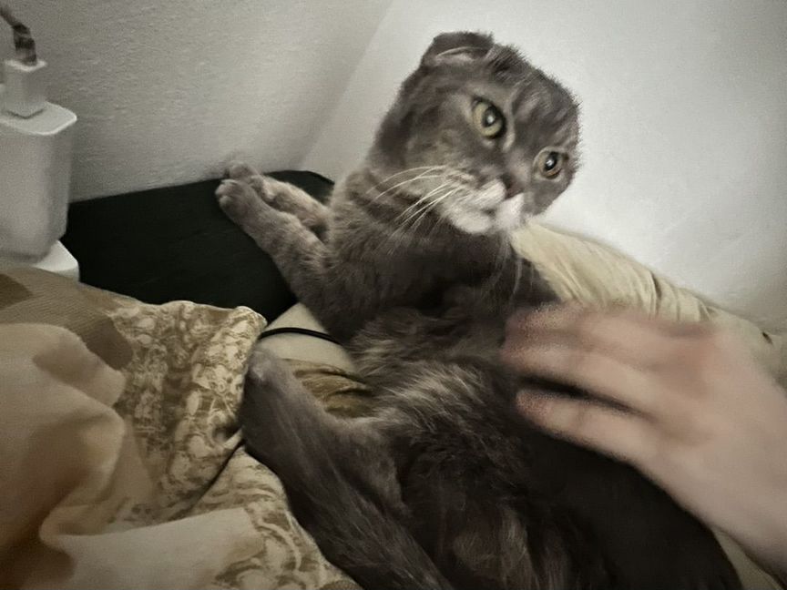 Шотландская вислоухая